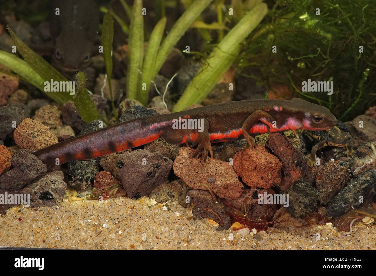 Fire Belly Newt Habitat