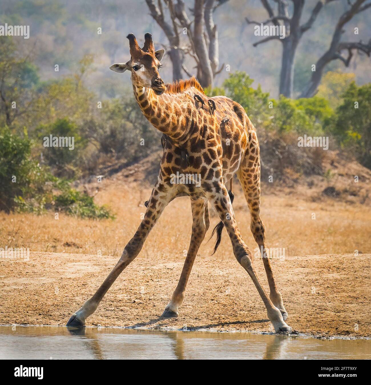 Awkward looking Giraffe covered in Oxpeckers Stock Photo - Alamy