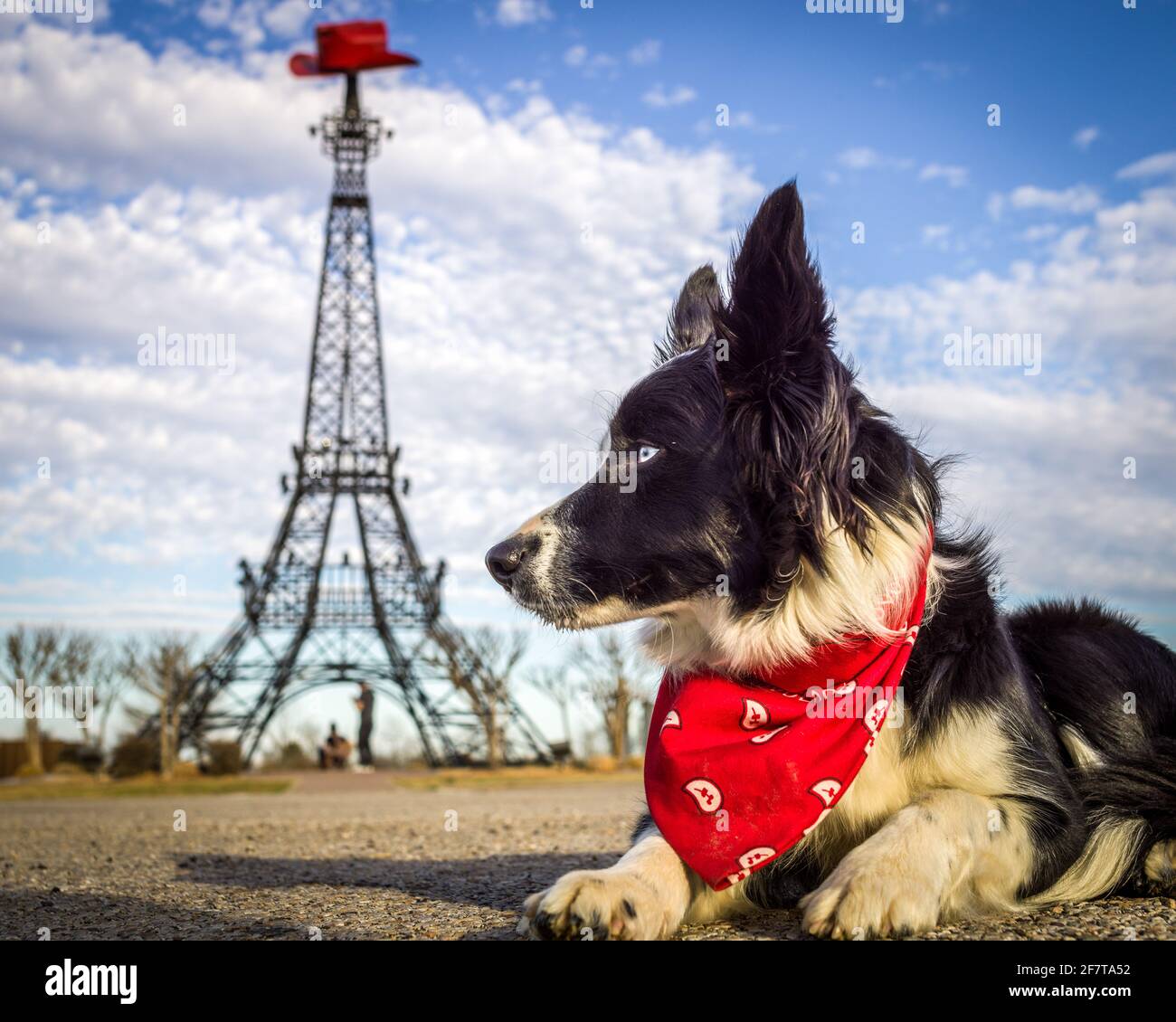 Border collie dog poses in front of Paris Texas Eiffel Tower landmark ...