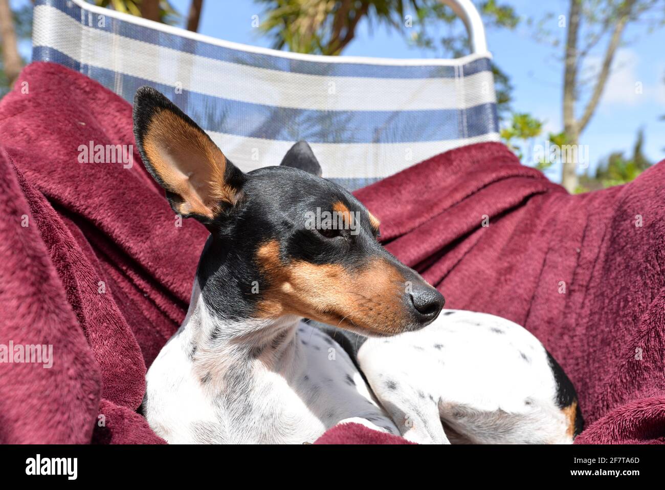Kleiner Ratonero beim spielen im Garten Stock Photo - Alamy
