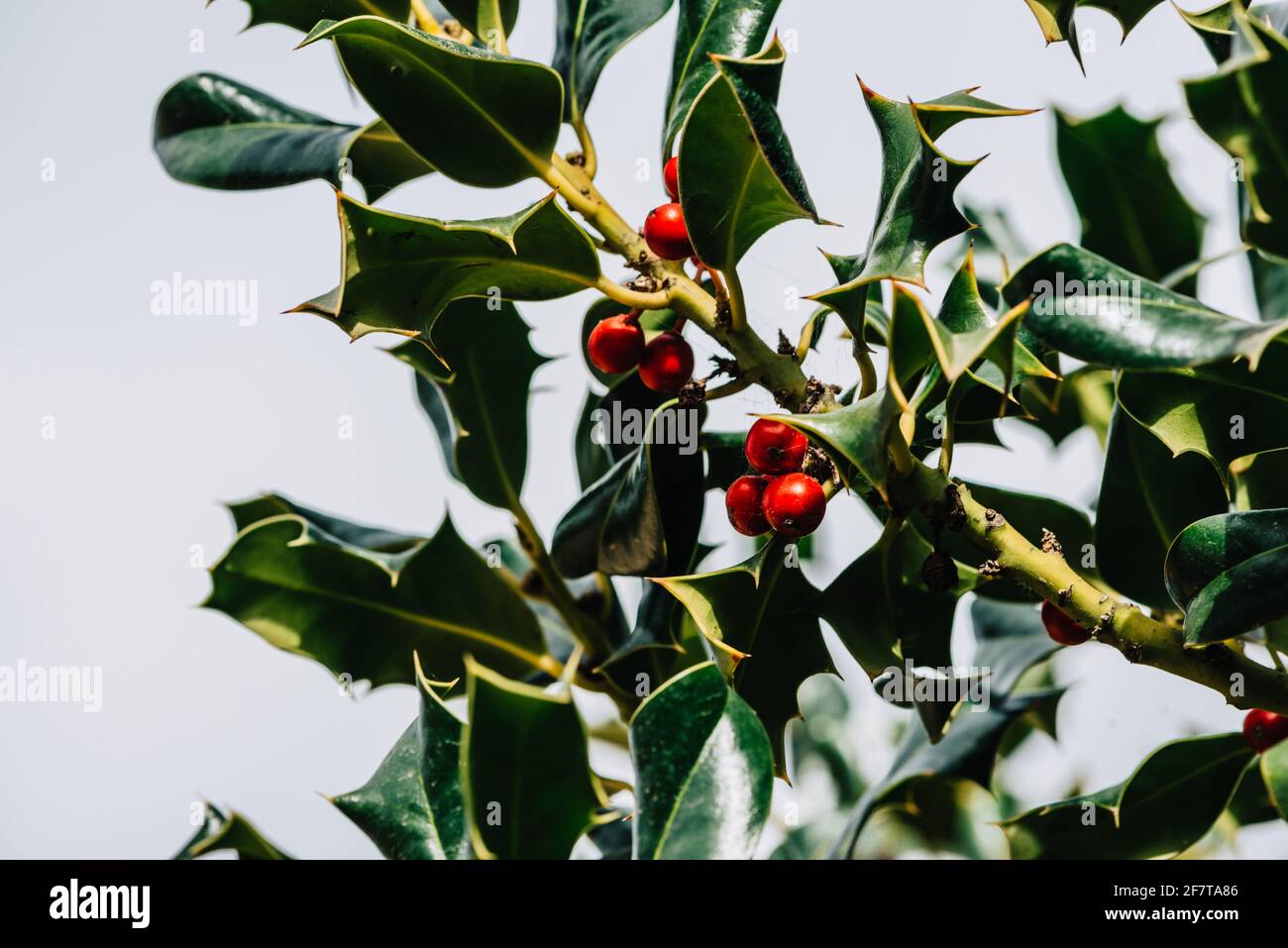 Holly berries leaves grow hi-res stock photography and images - Alamy