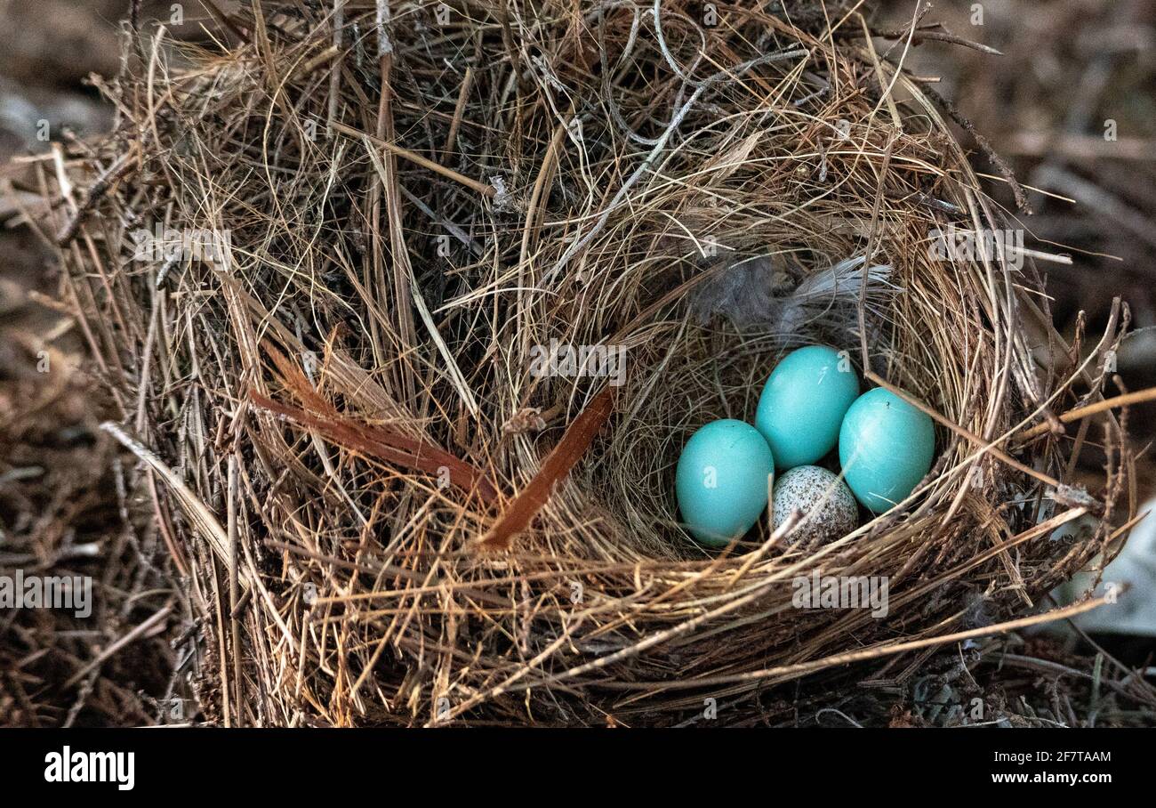 Cowbird egg hi-res stock photography and images - Alamy