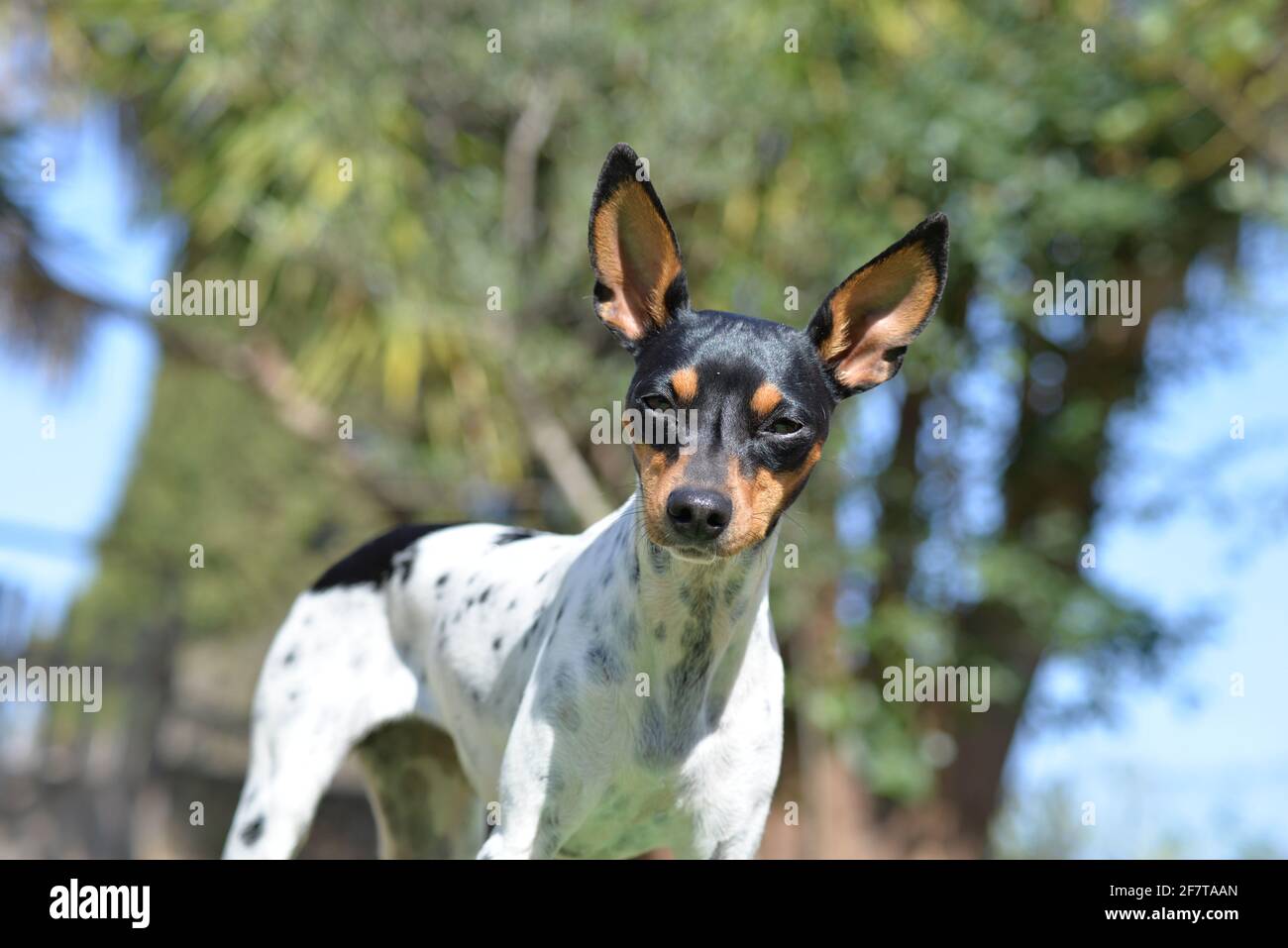 Ratonero hi-res stock photography and images - Alamy