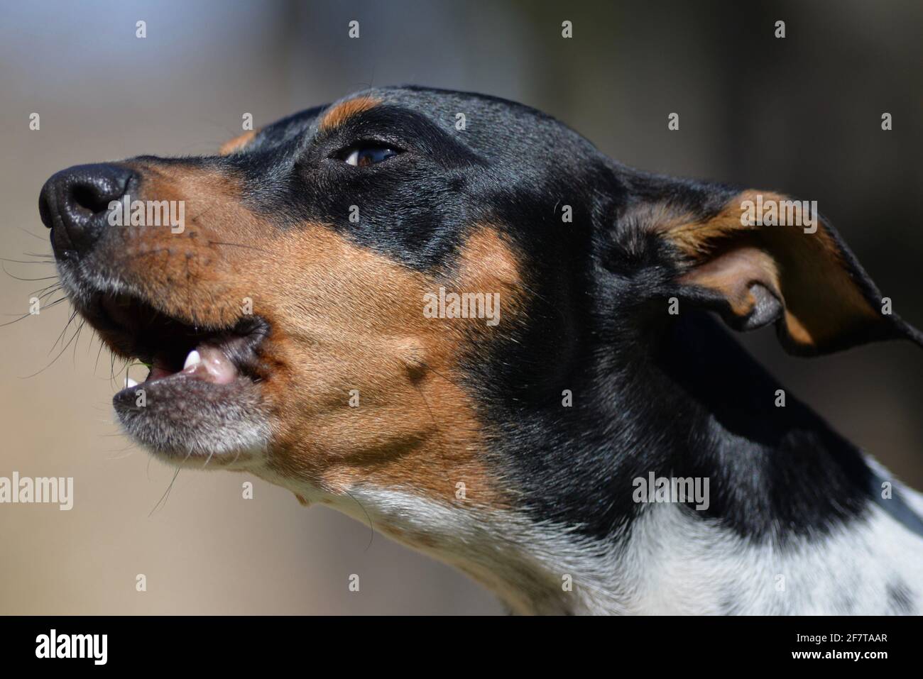 Kleiner Ratonero beim spielen im Garten Stock Photo - Alamy