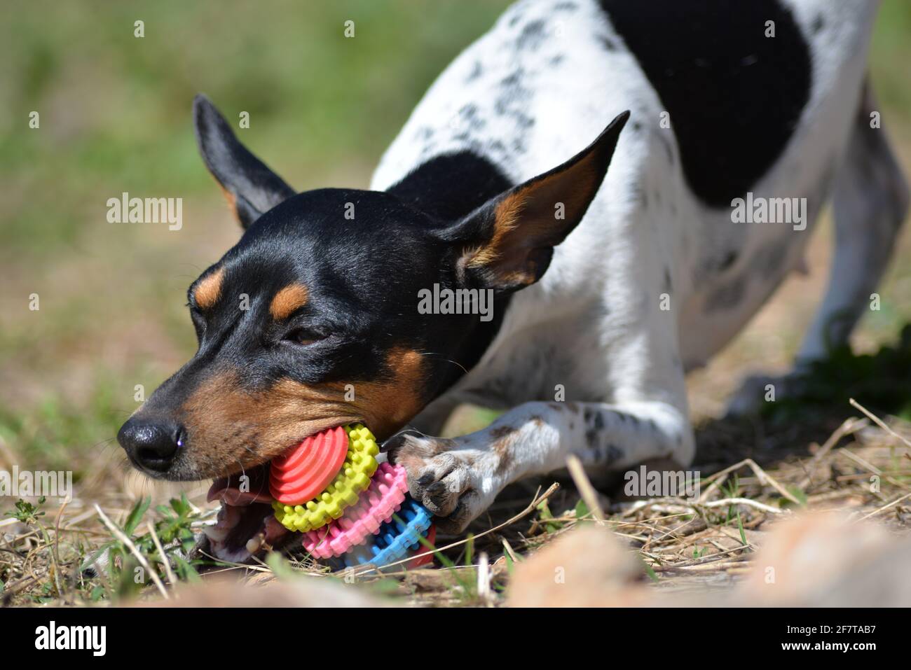 Kleiner Ratonero beim spielen im Garten Stock Photo - Alamy