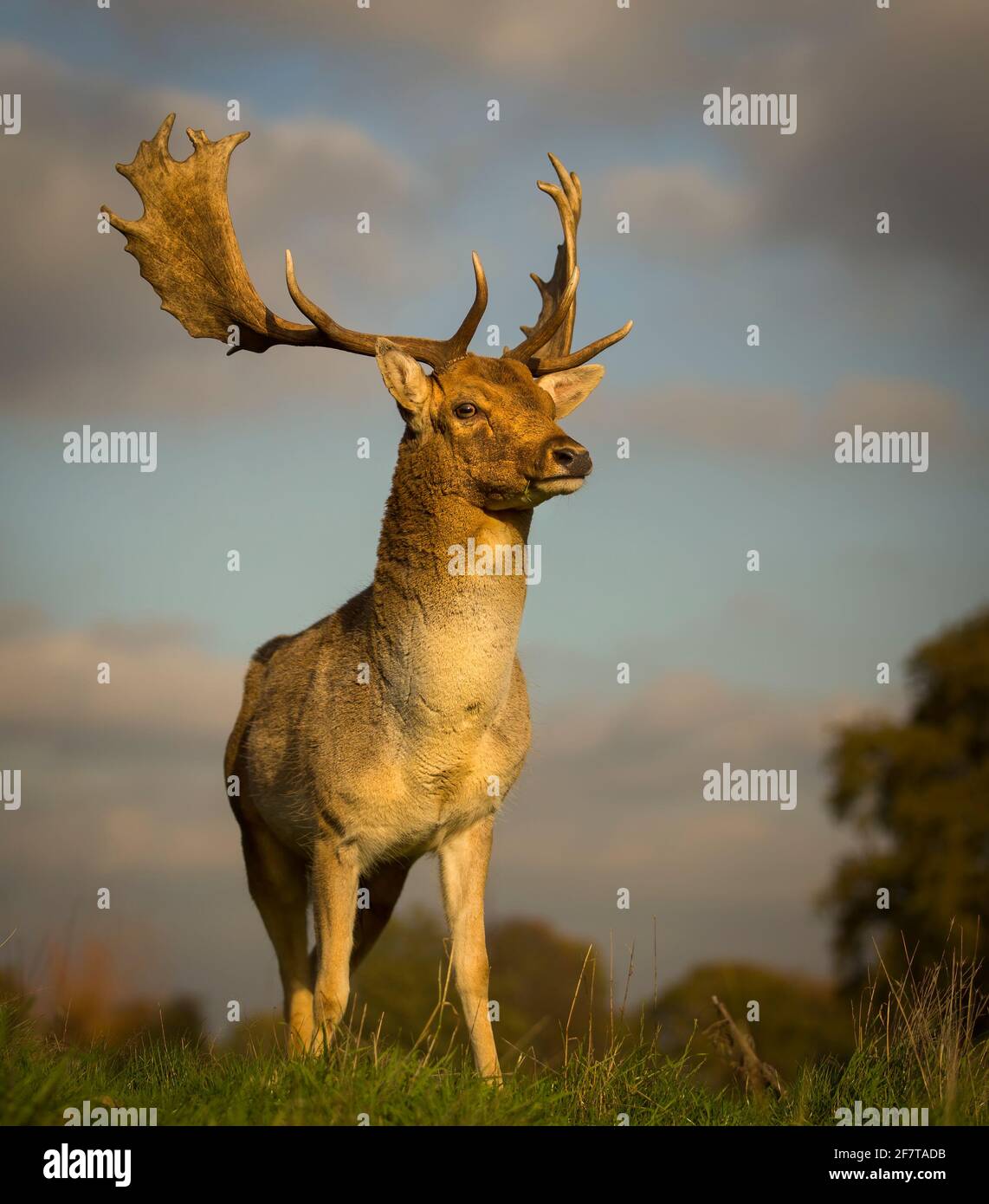 Fallow deer rut new forest hi-res stock photography and images - Alamy