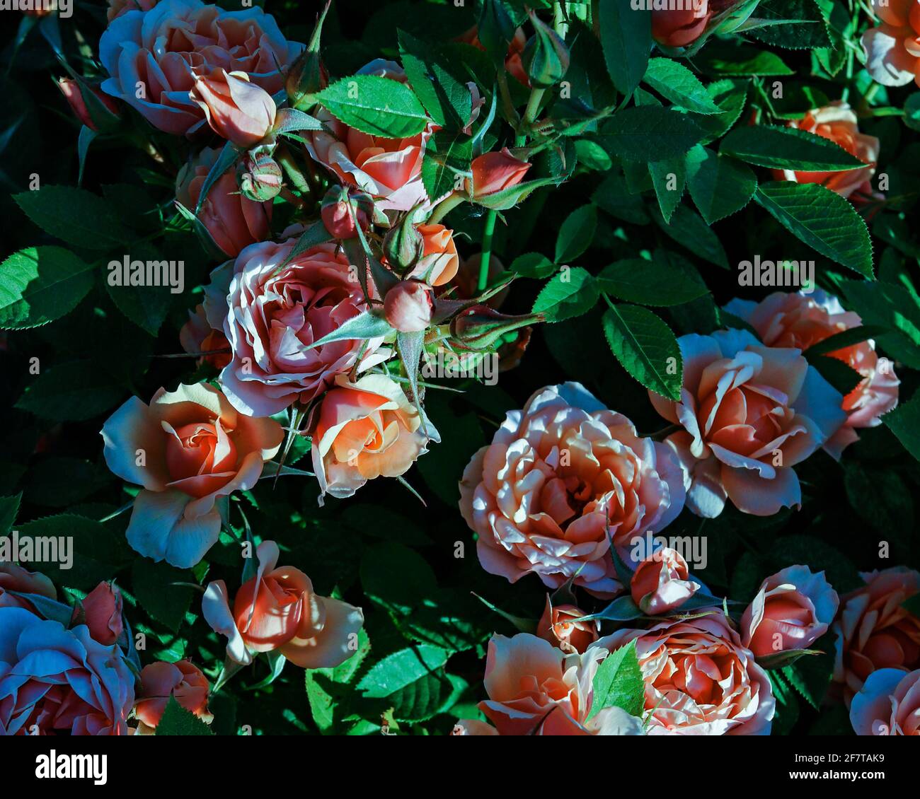 Pink rose bush hi-res stock photography and images - Alamy