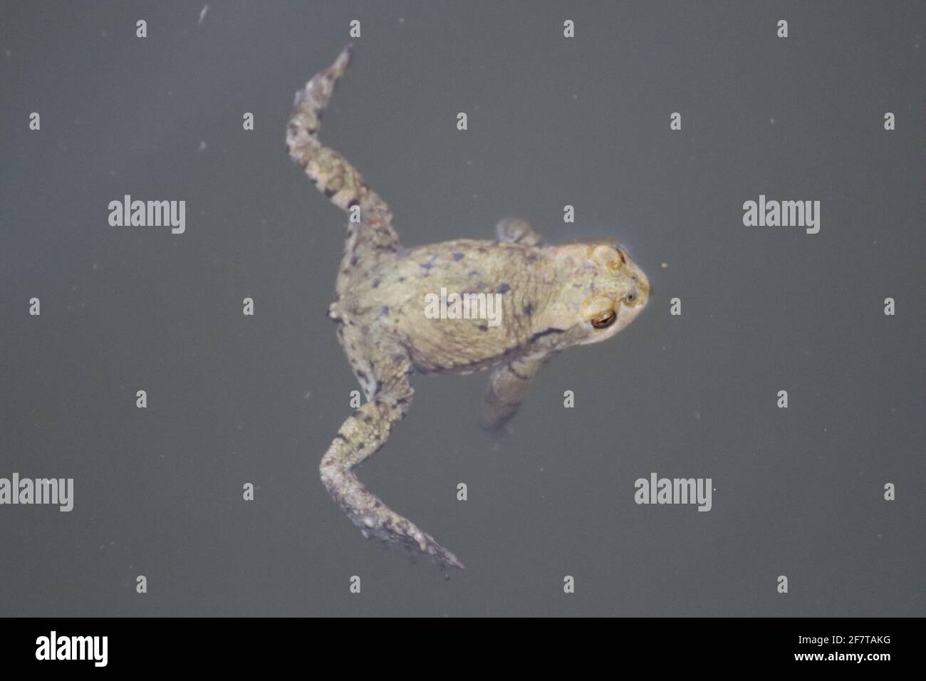 Overhead shot of a frog swimming in the dirty waters of the pond Stock ...