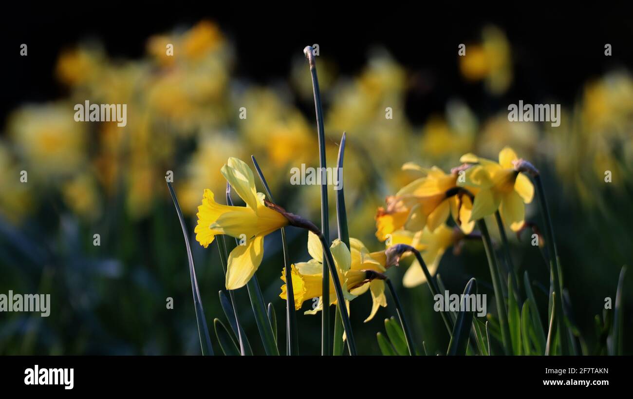 Selective focus shot of blooming narcissus flowers in the greenery ...