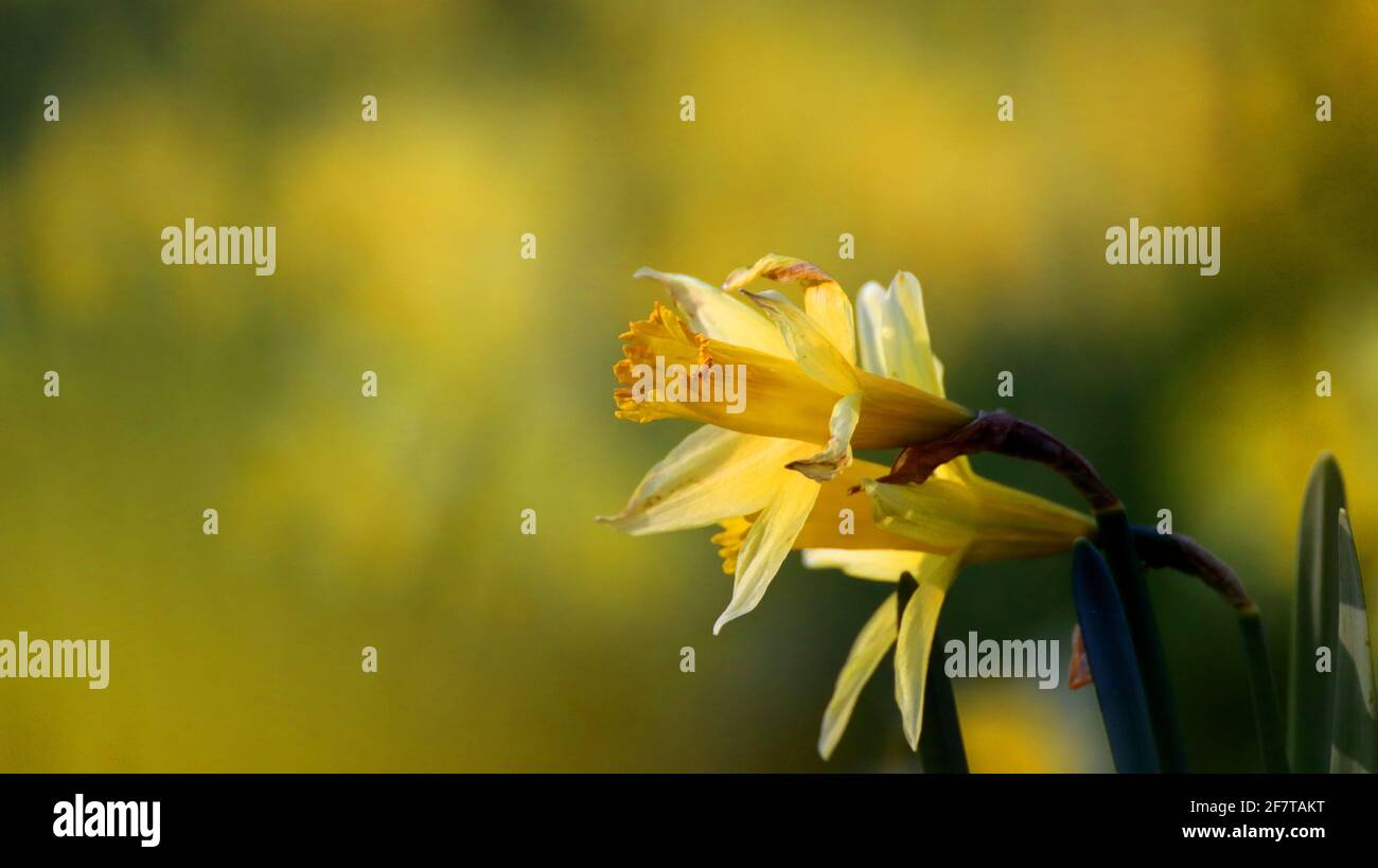 Selective focus shot of blooming narcissus flowers in the greenery ...