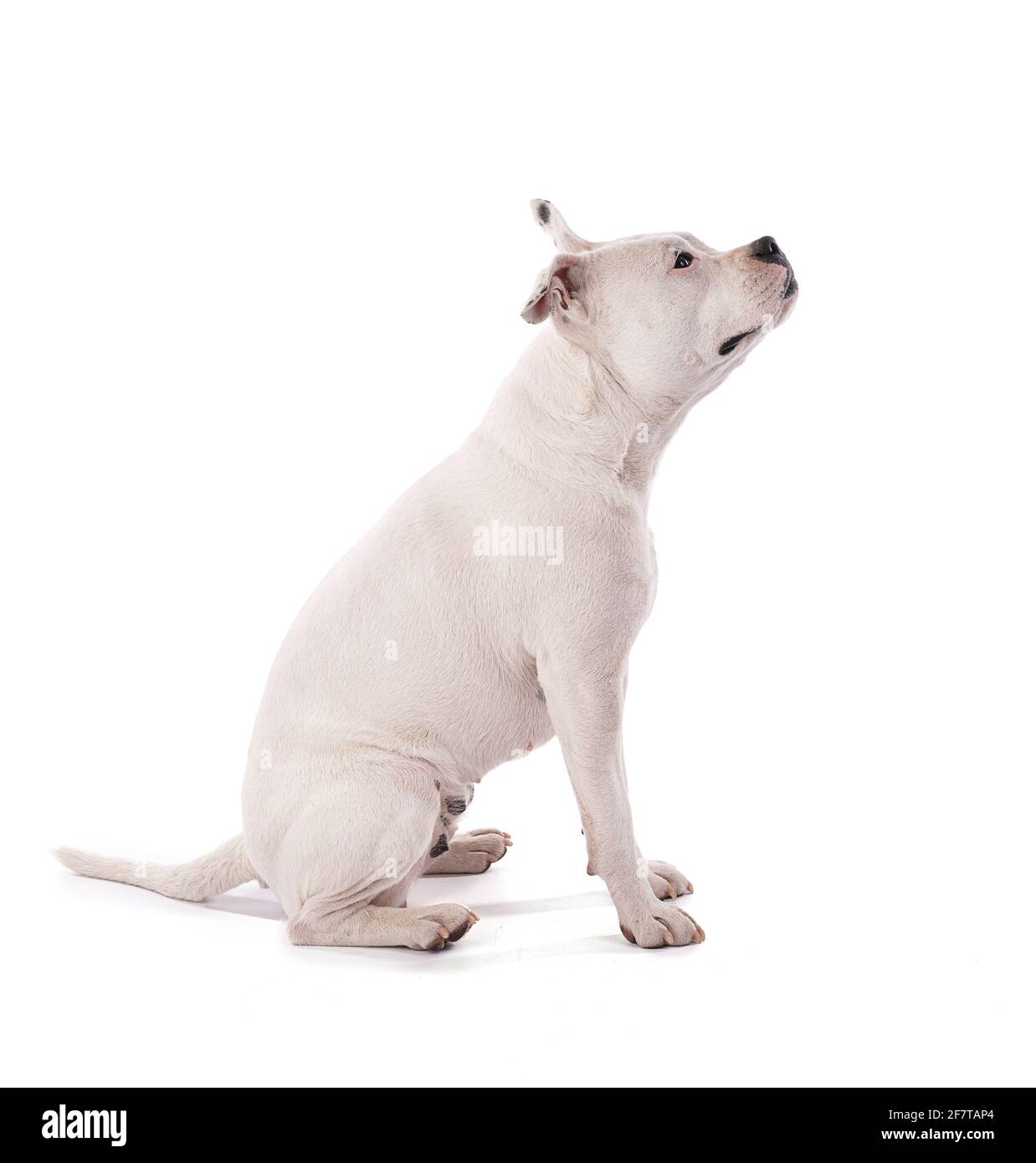 Female white american staffordshire isoled sitting on white background ...