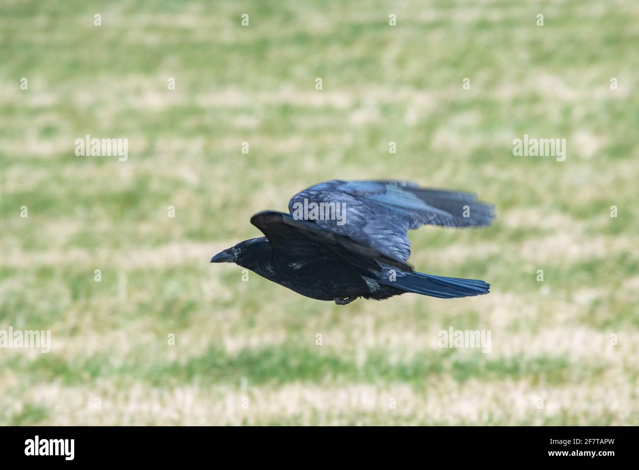 Carrion crow flying uk hi-res stock photography and images - Alamy