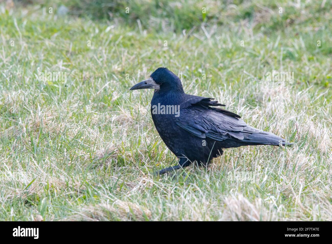 Rook on grass hi-res stock photography and images - Alamy
