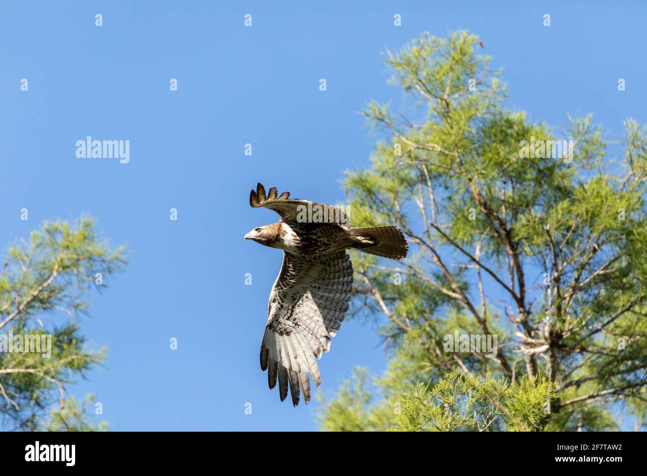 Red tailed hawk Buteo jamaicensis flies across a blue sky in Naples ...