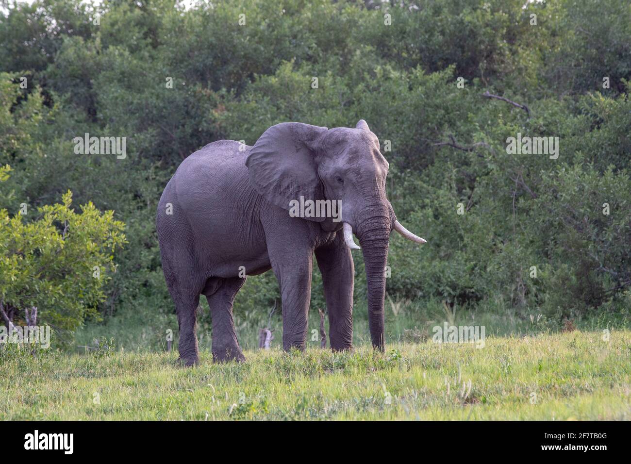 Elephant standing alone in hi-res stock photography and images - Alamy