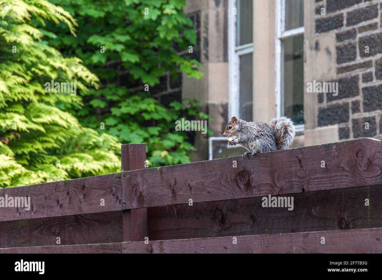 Tree eating fence hi-res stock photography and images - Alamy