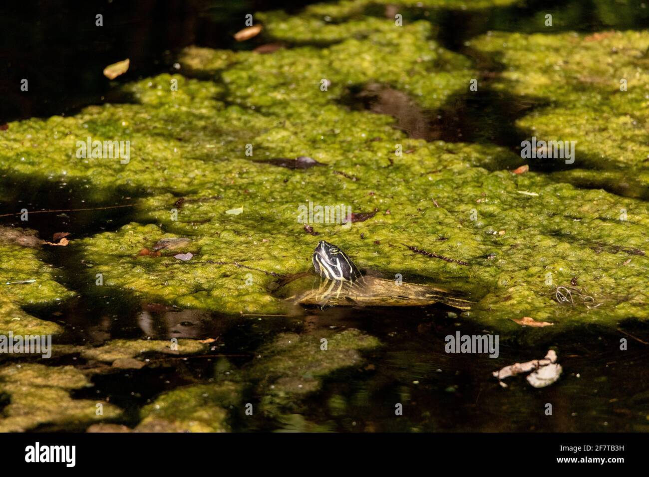 Southern painted turtle Chrysemys picta peering out from the algae ...