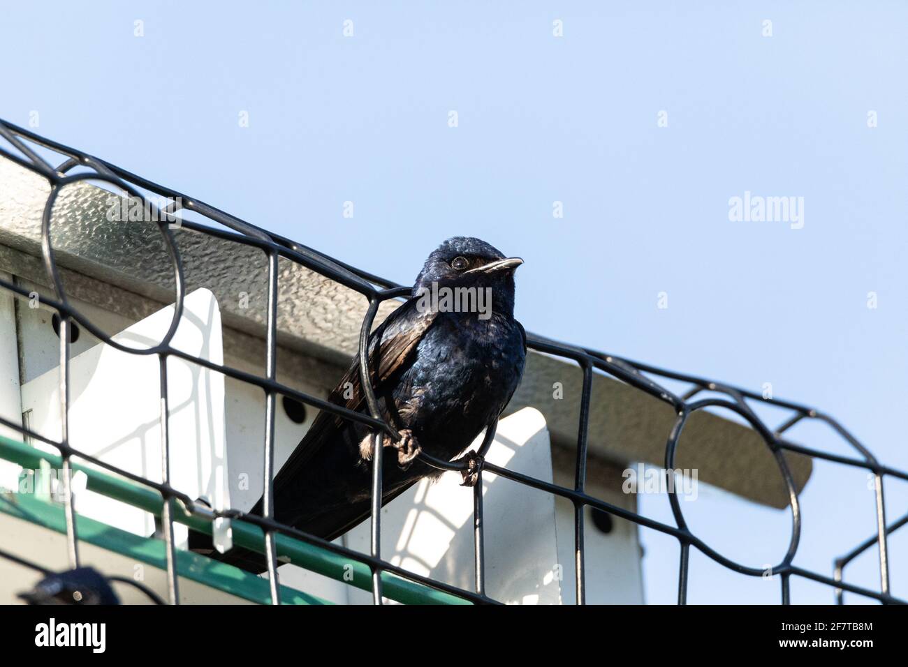 Purple martin bird hi-res stock photography and images - Alamy