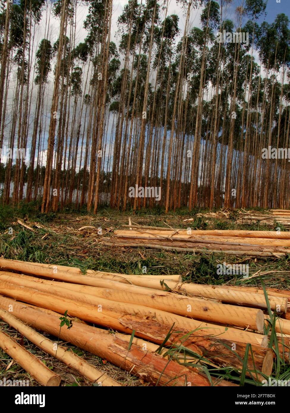 eunapolis, bahia / brazil - november 26, 2010: planting of eucalyptus ...