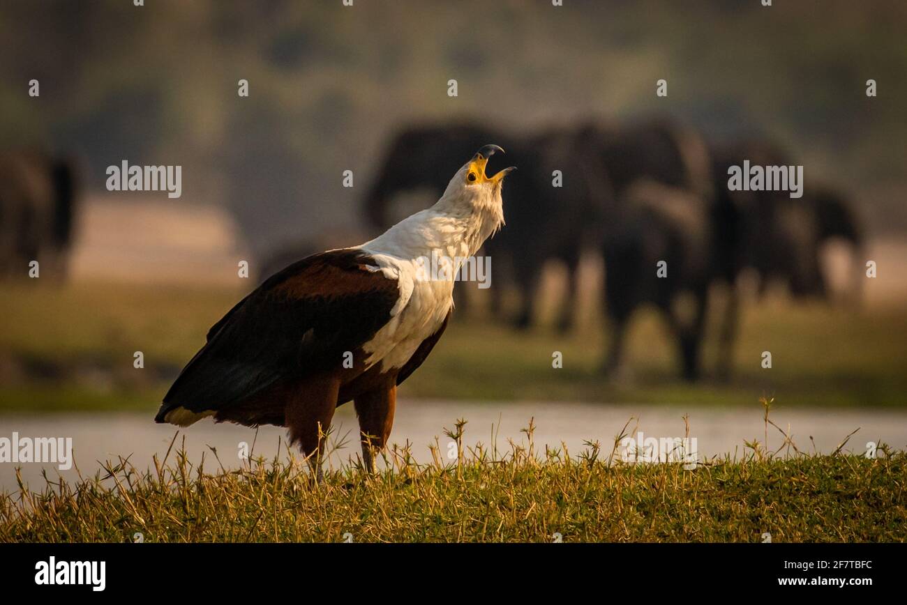 Fish Eagle calling, the call of the Chobe Stock Photo - Alamy