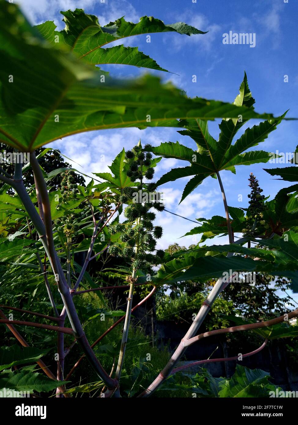 salvador, bahia, brazil - november 30, 2020: planting castor beans on ...