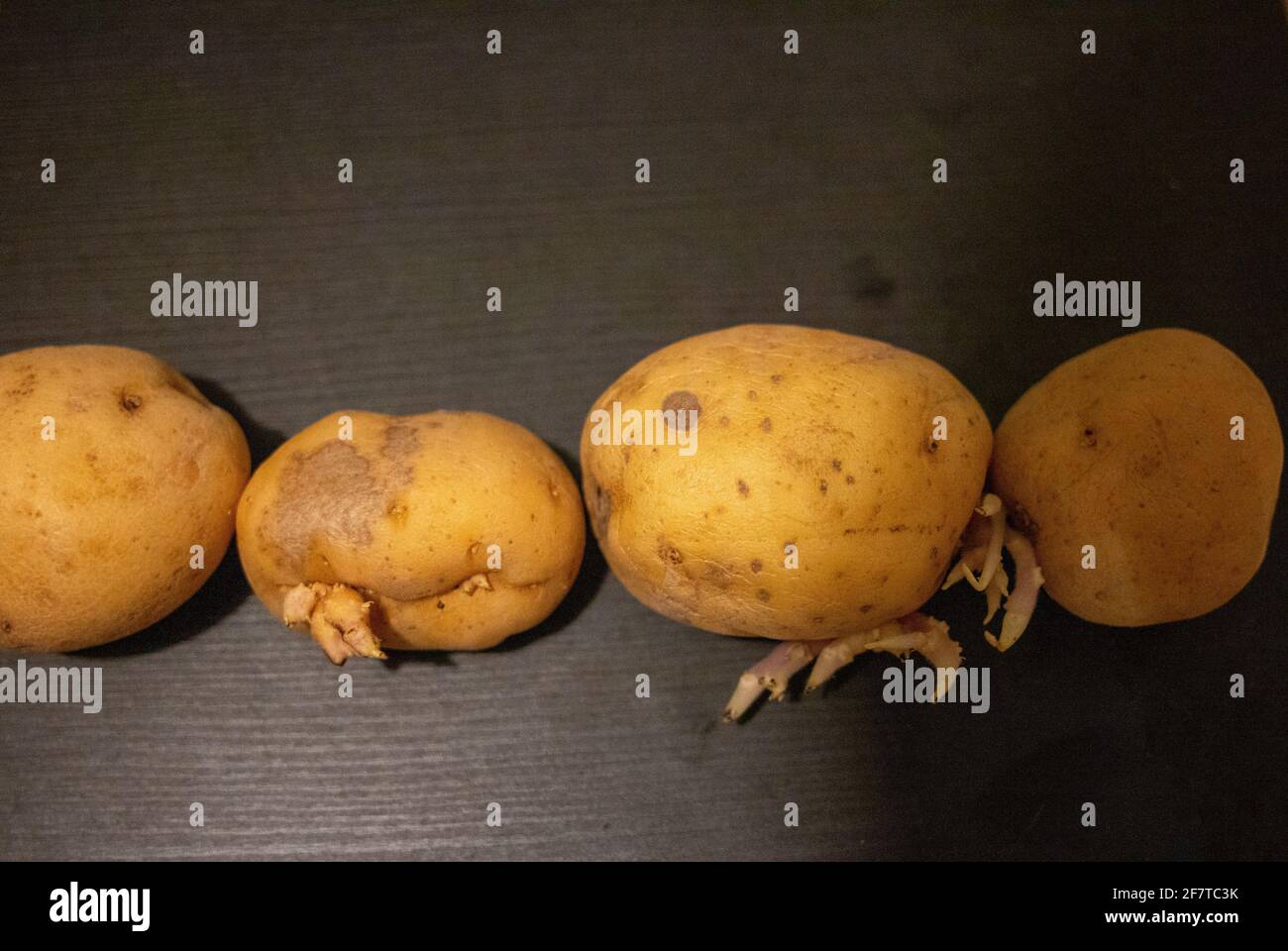 rooting potatoes close up photos on black Stock Photo - Alamy