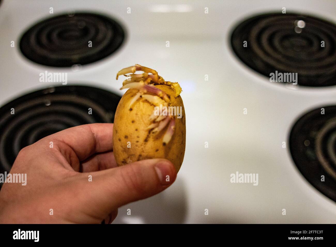 Rooting sweet potato hi-res stock photography and images - Alamy