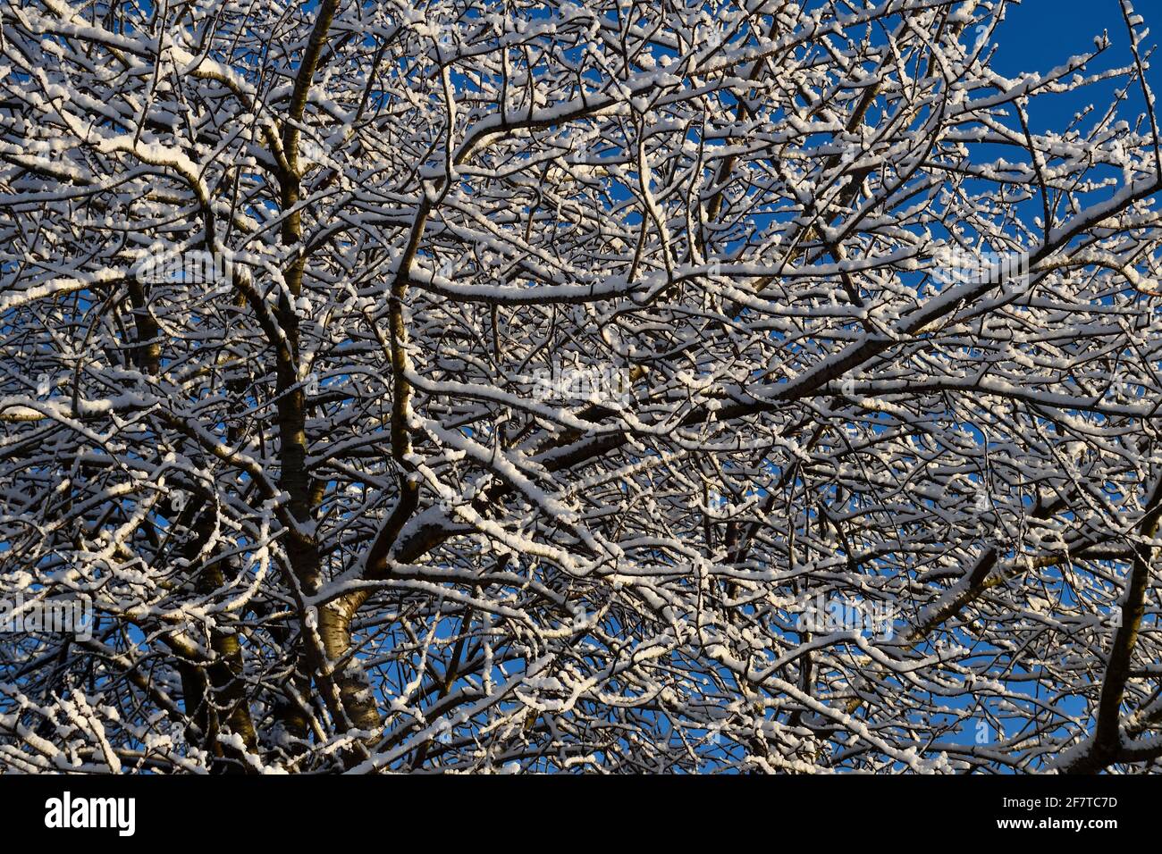 Snow on trees Stock Photo - Alamy
