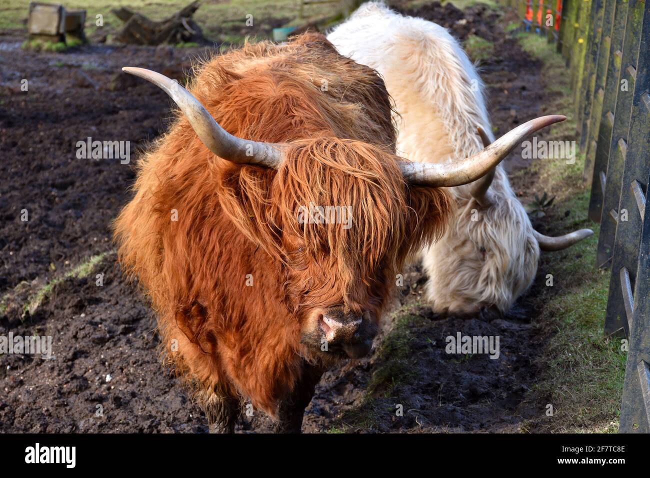 Scottish highland cow drawing hi-res stock photography and images - Alamy