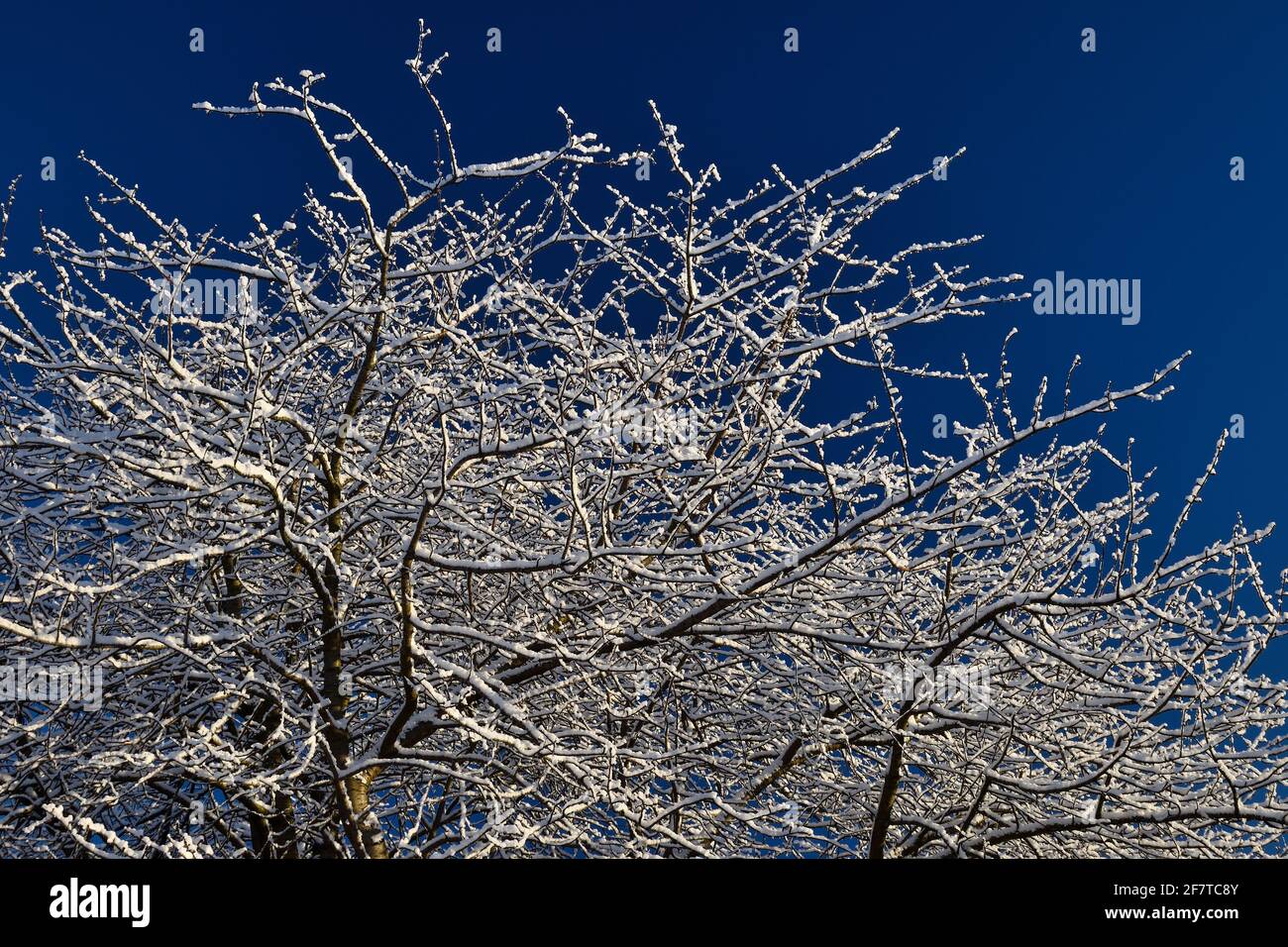 Snow on trees Stock Photo - Alamy