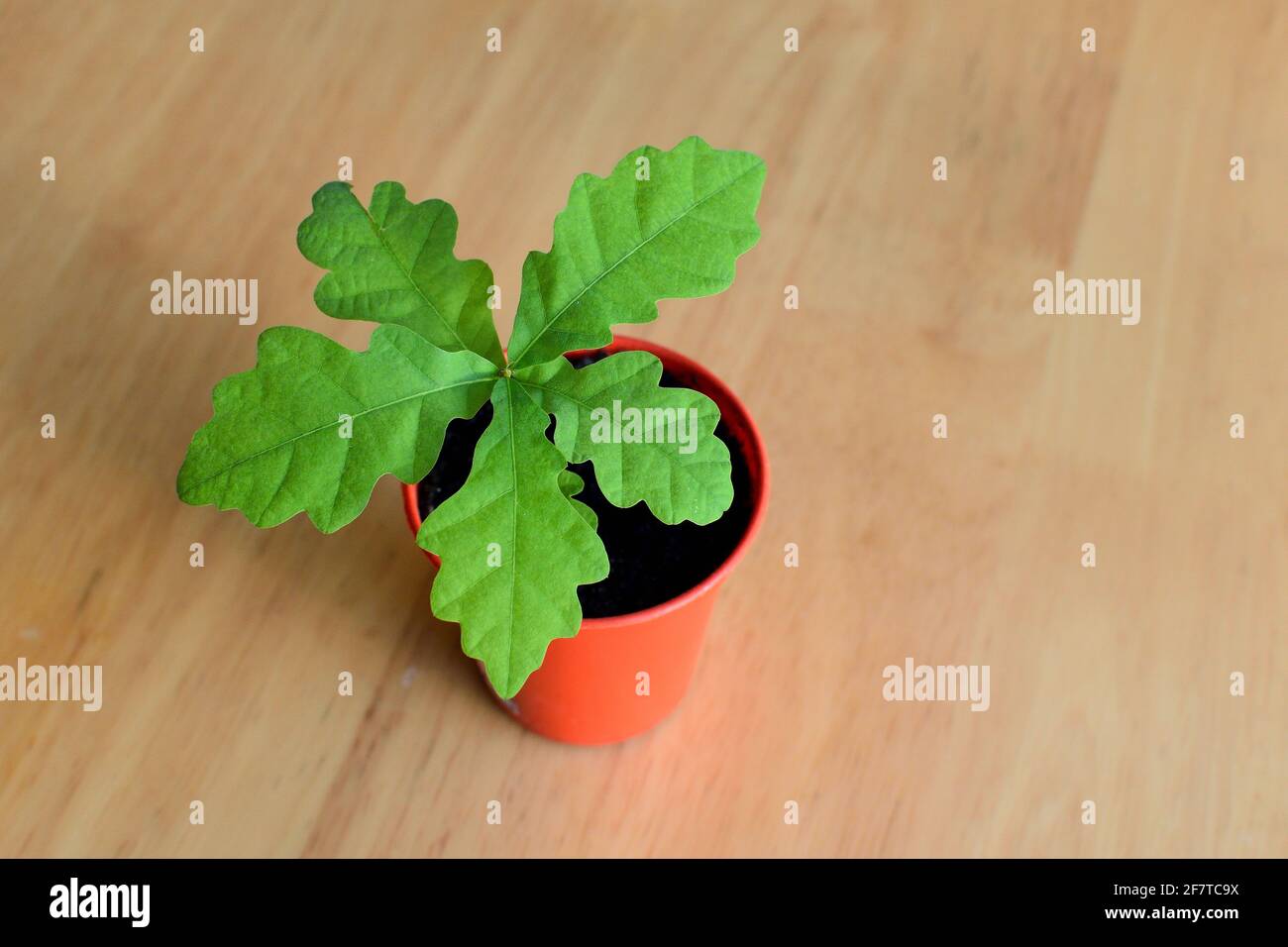 Acorn union hi-res stock photography and images - Alamy