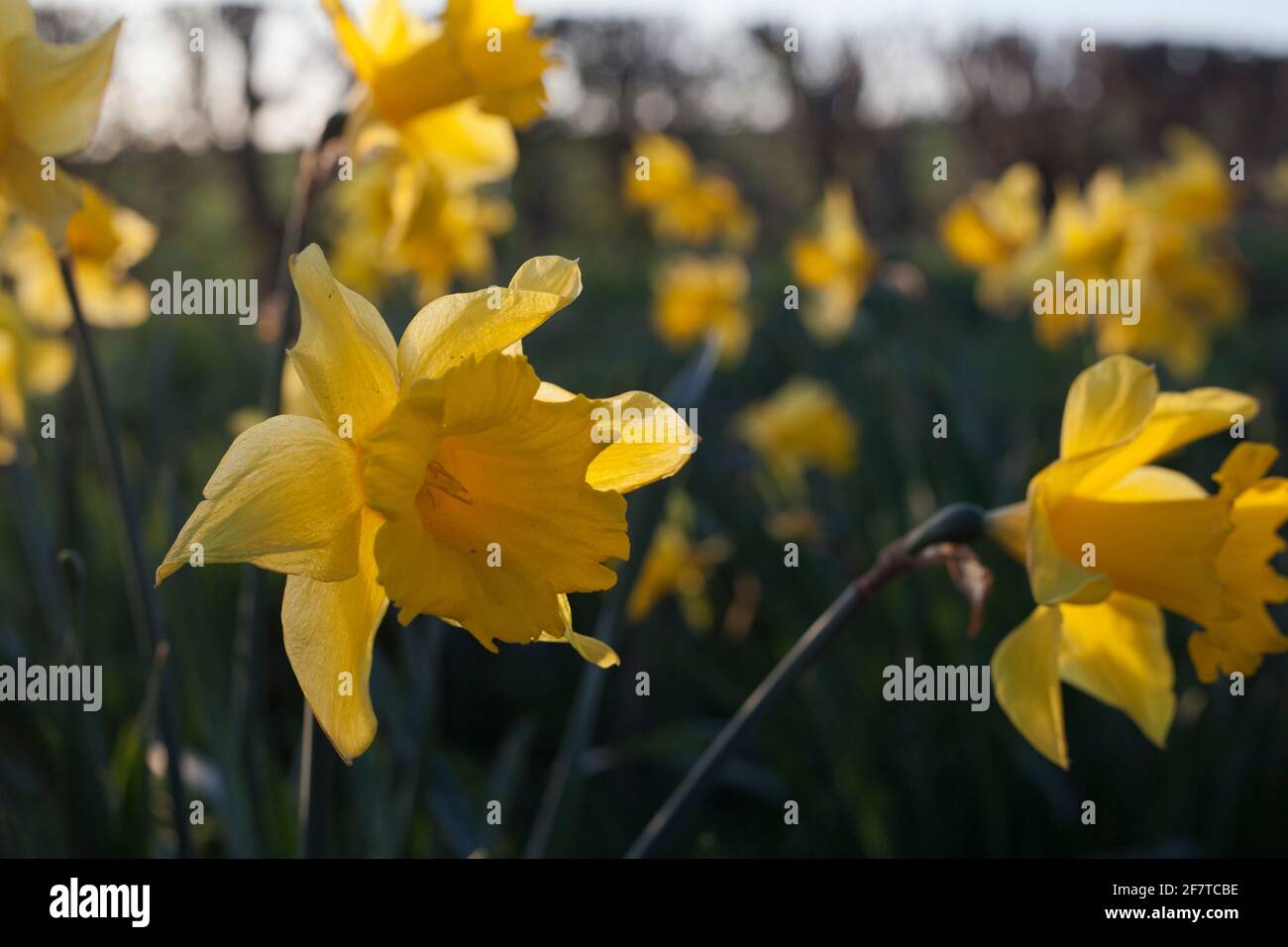 Wetwang east yorkshire hi-res stock photography and images - Alamy
