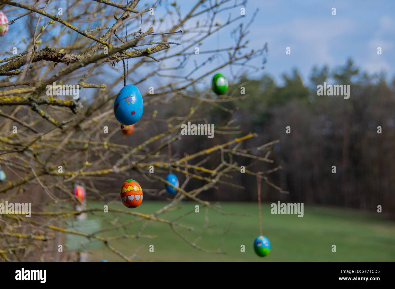Colourful Easter eggs hang on a shrub in Franconian Switzerland ...