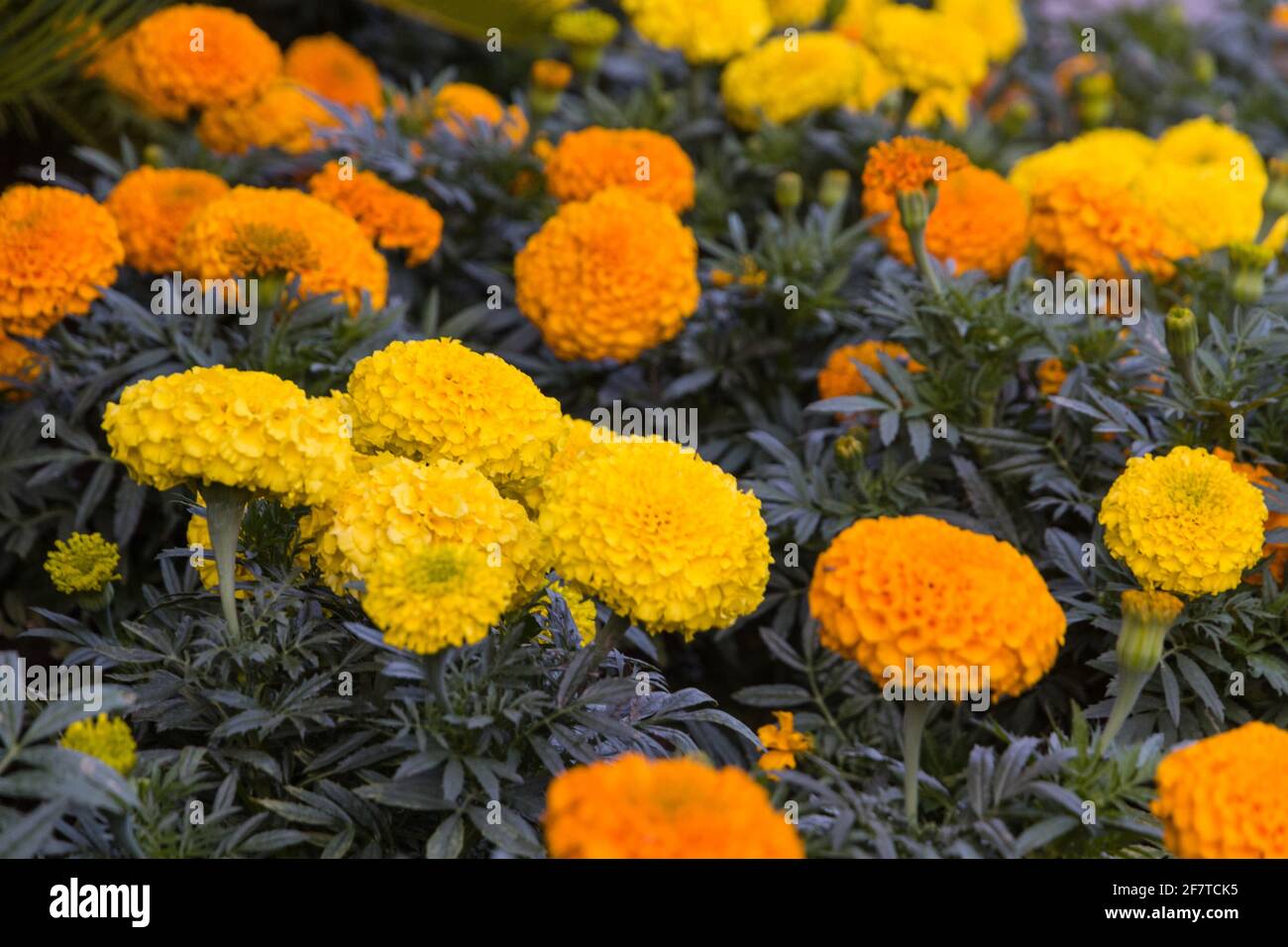 Green yellow orange flowers hi-res stock photography and images - Alamy