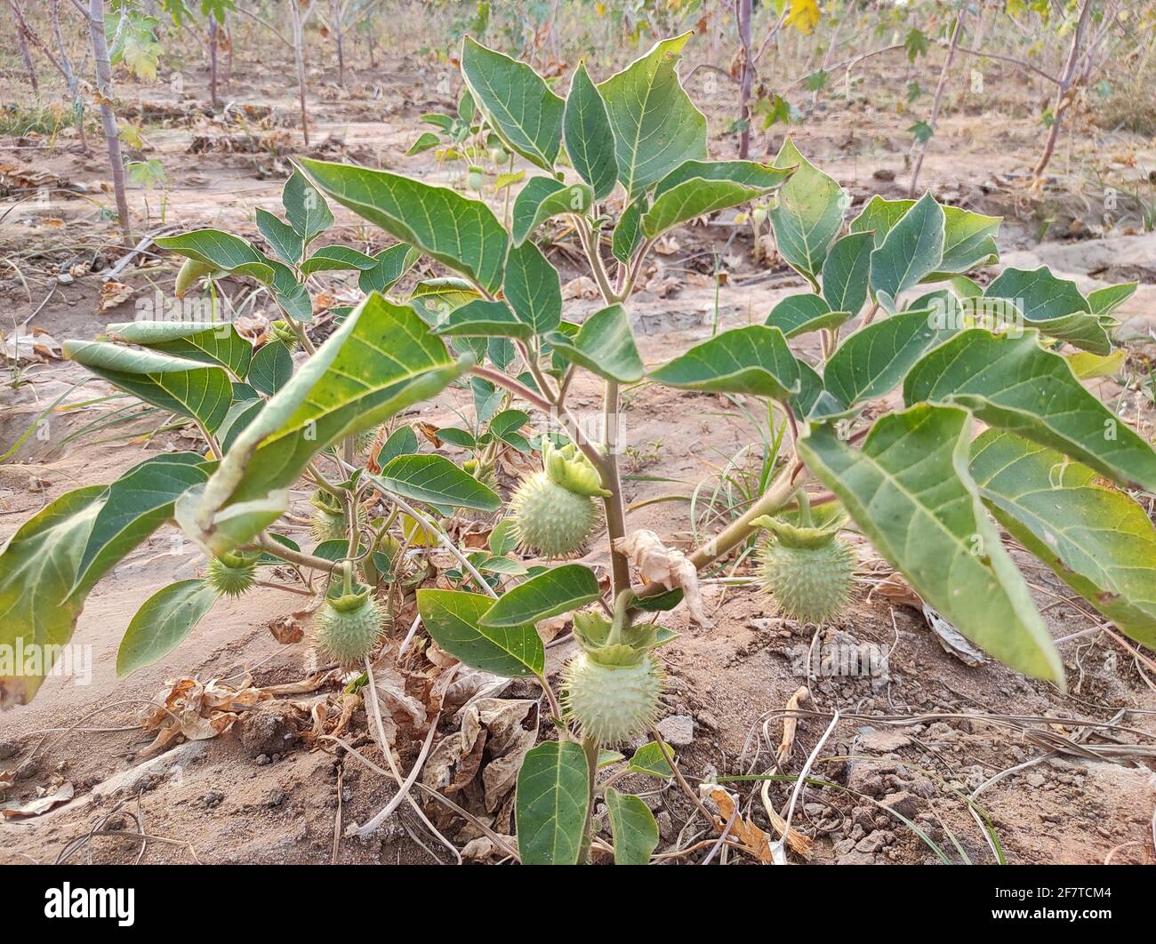 Closeup of Datura innoxia green fruit also known as Datura wrightii or ...