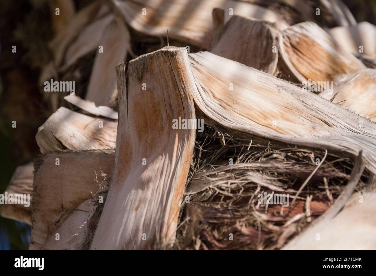 Close-up of the cover of the trunk of a palm tree on a sunny day Stock ...