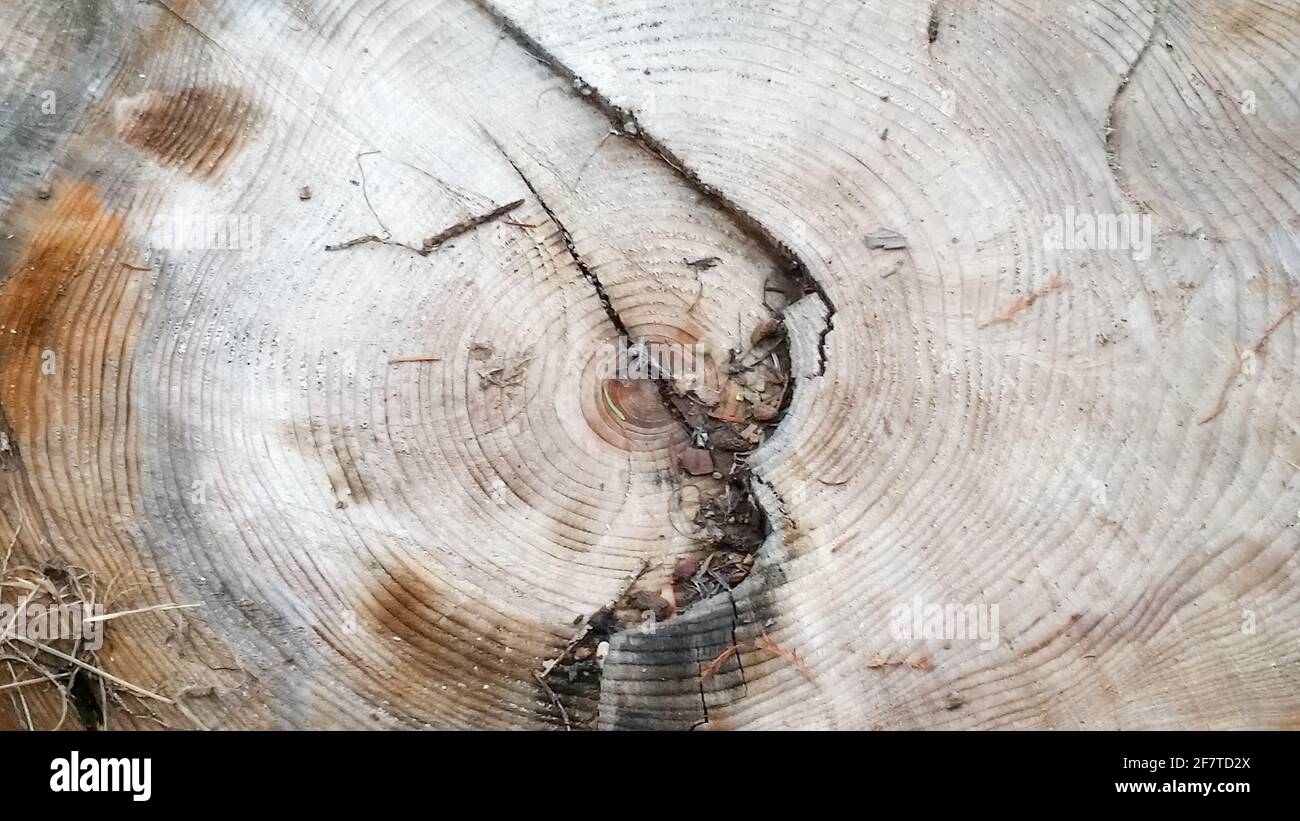 Closeup shot of a trunk of a big tree - perfect for background Stock ...