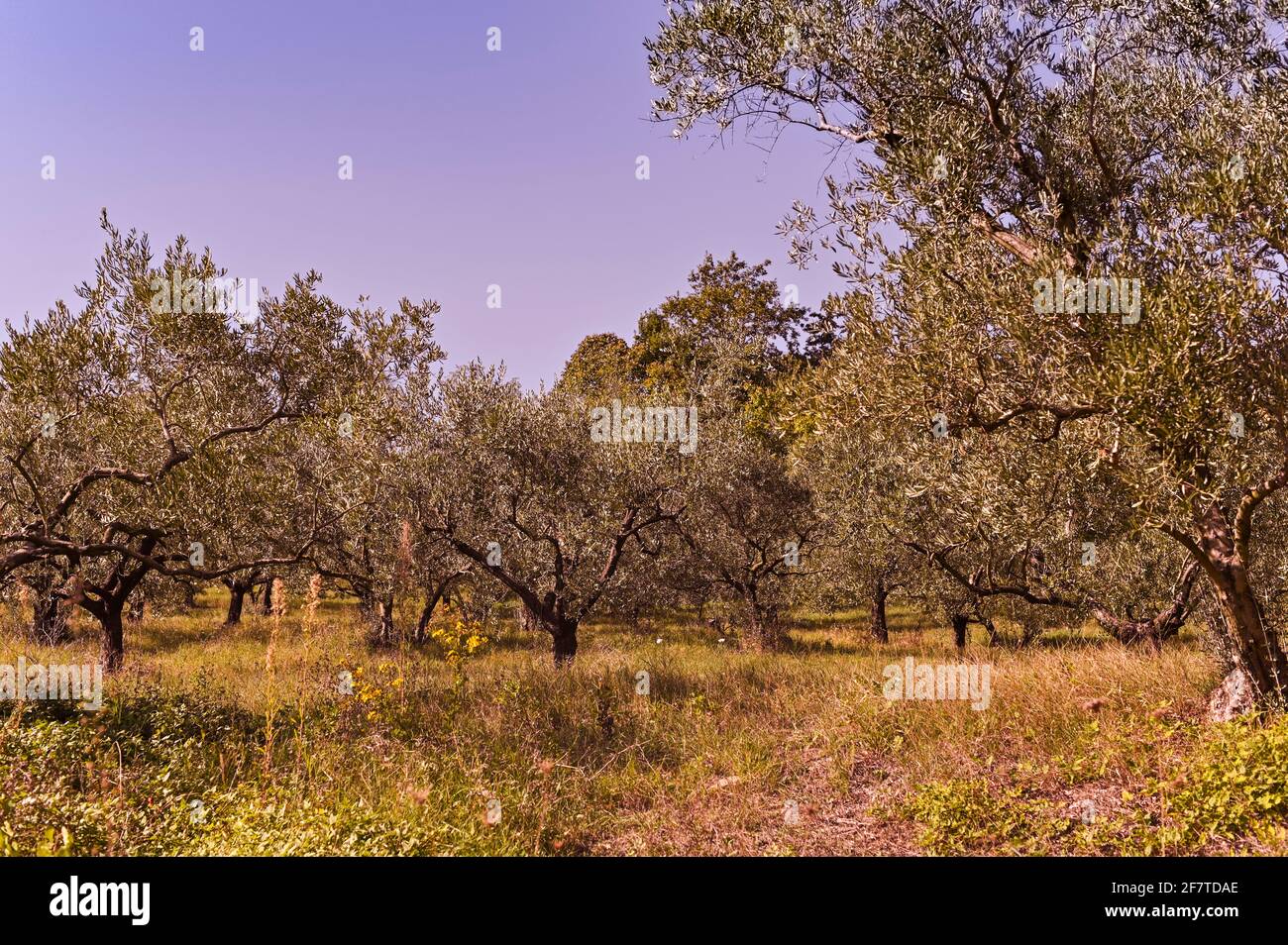 Panorama of olive trees. Sun rays in the frame and blue sky. Copy space ...