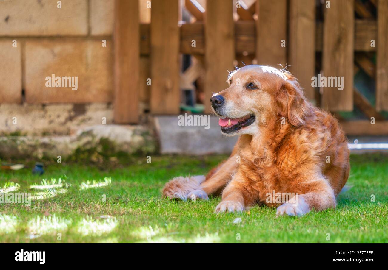 Golden retriver hi-res stock photography and images - Alamy