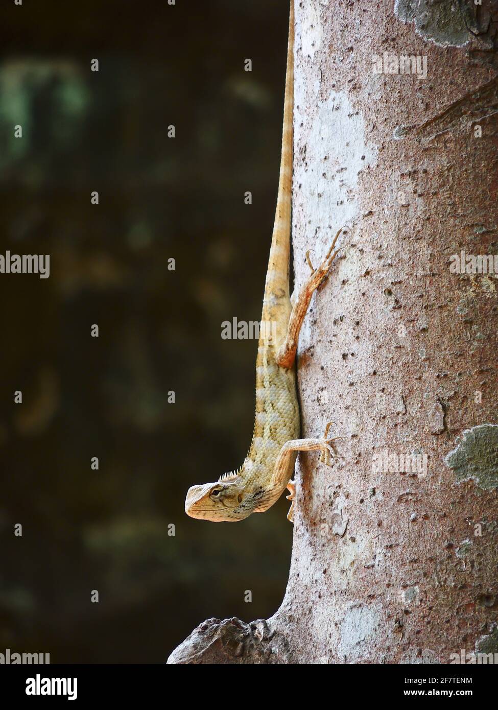 Vertical shot of a lizard on a wooden surface in the natural landscape ...