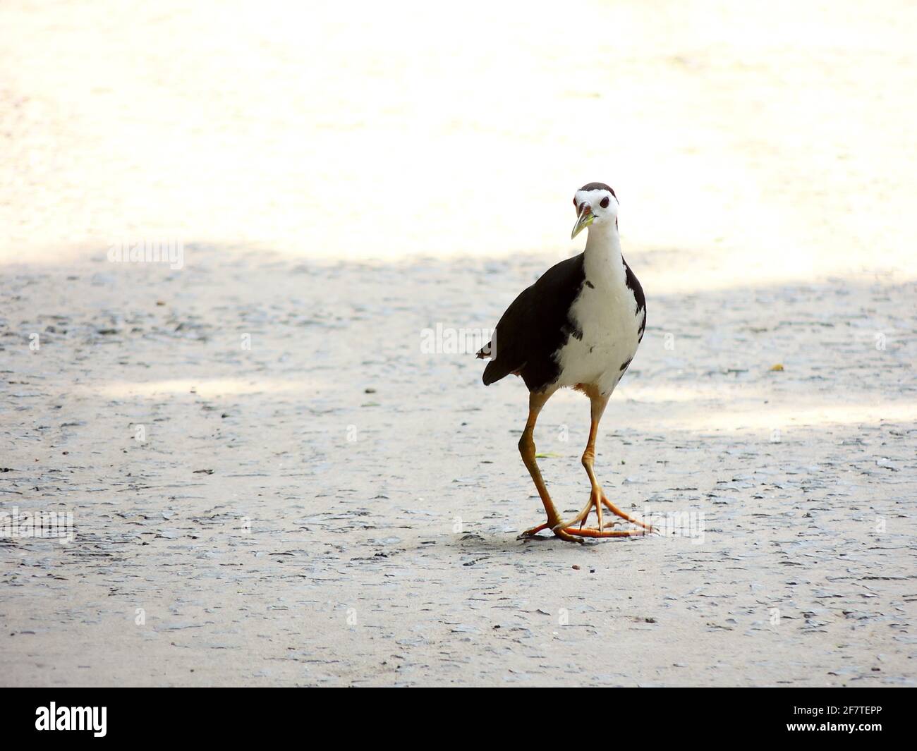 Closeup shot of an Amaurornis Phoenicurus bird outdoors under the ...