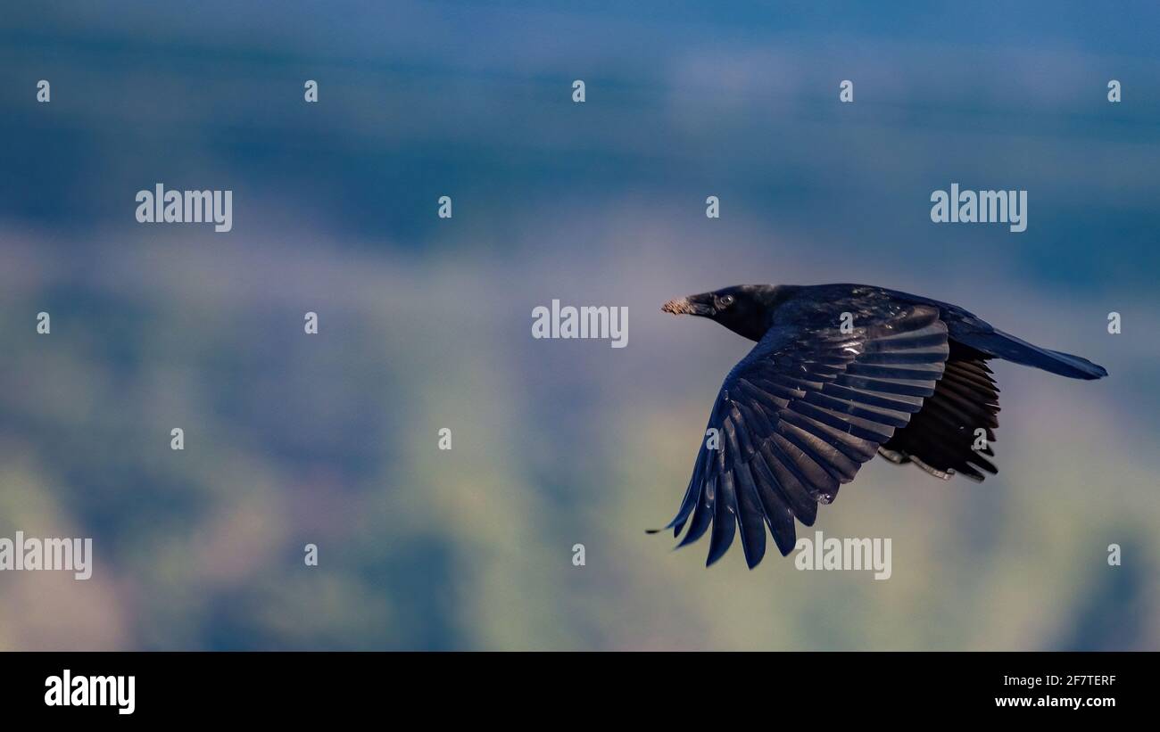 Outdoors crow hi-res stock photography and images - Alamy