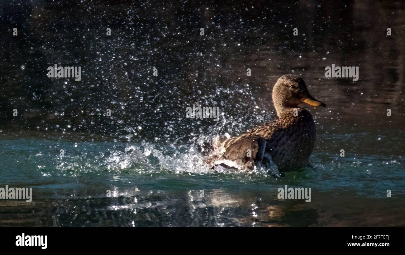 Bathing duck hi-res stock photography and images - Alamy
