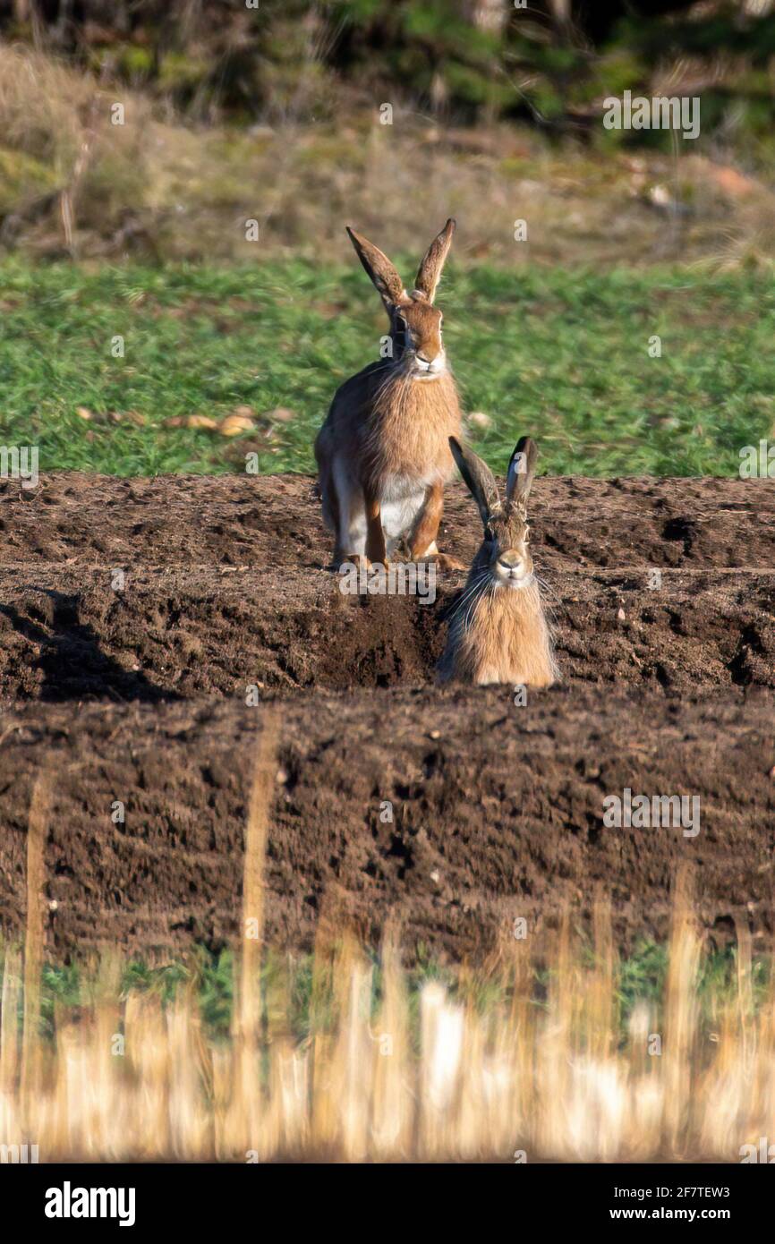 Field hares hi-res stock photography and images - Alamy