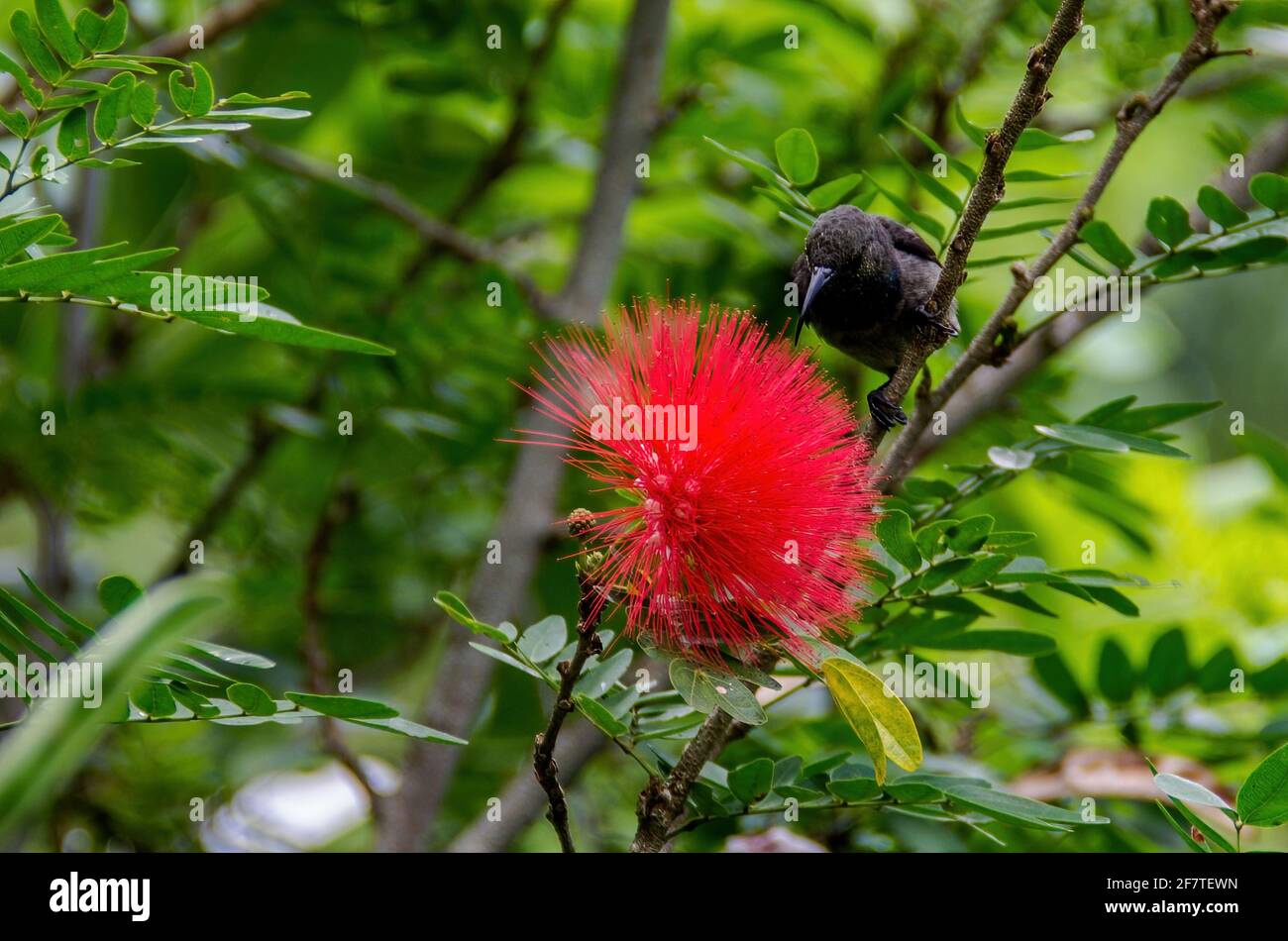 Giant sunbird hi-res stock photography and images - Alamy