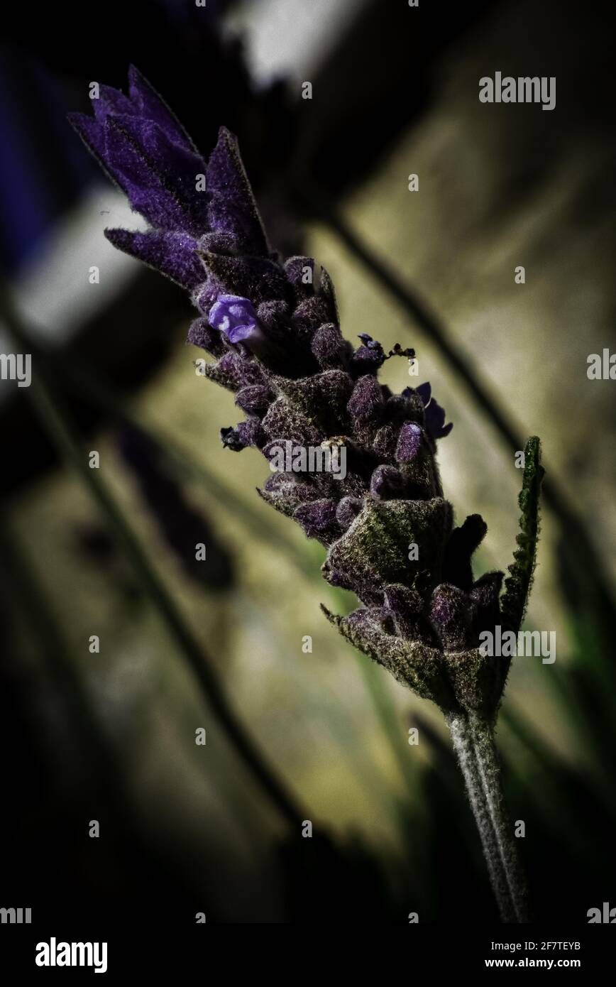 Closeup picture of a single blooming lavender Stock Photo - Alamy