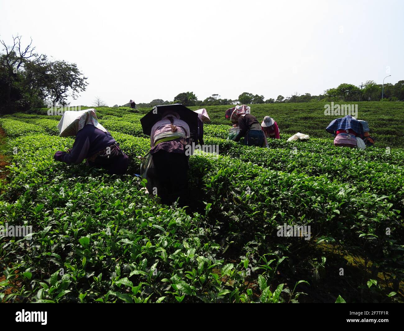 Side view of group of people working on the tea field in the daylight ...