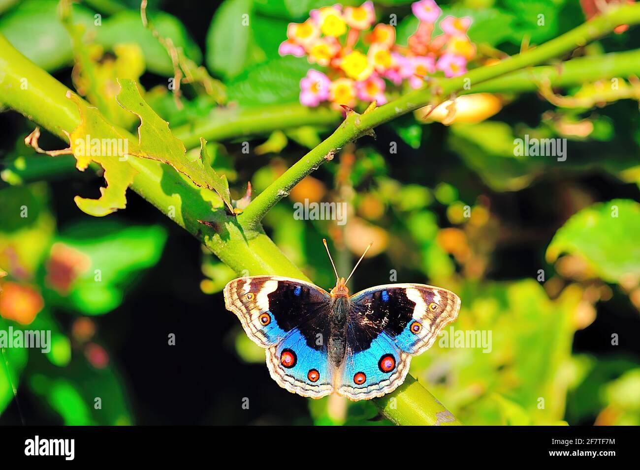 Blue Pansy Butterfly High Resolution Stock Photography and Images - Alamy
