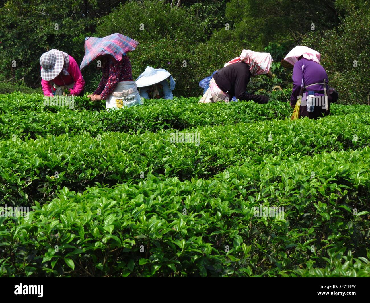 Group of hardworking farmers picking tea leaves in the field Stock ...