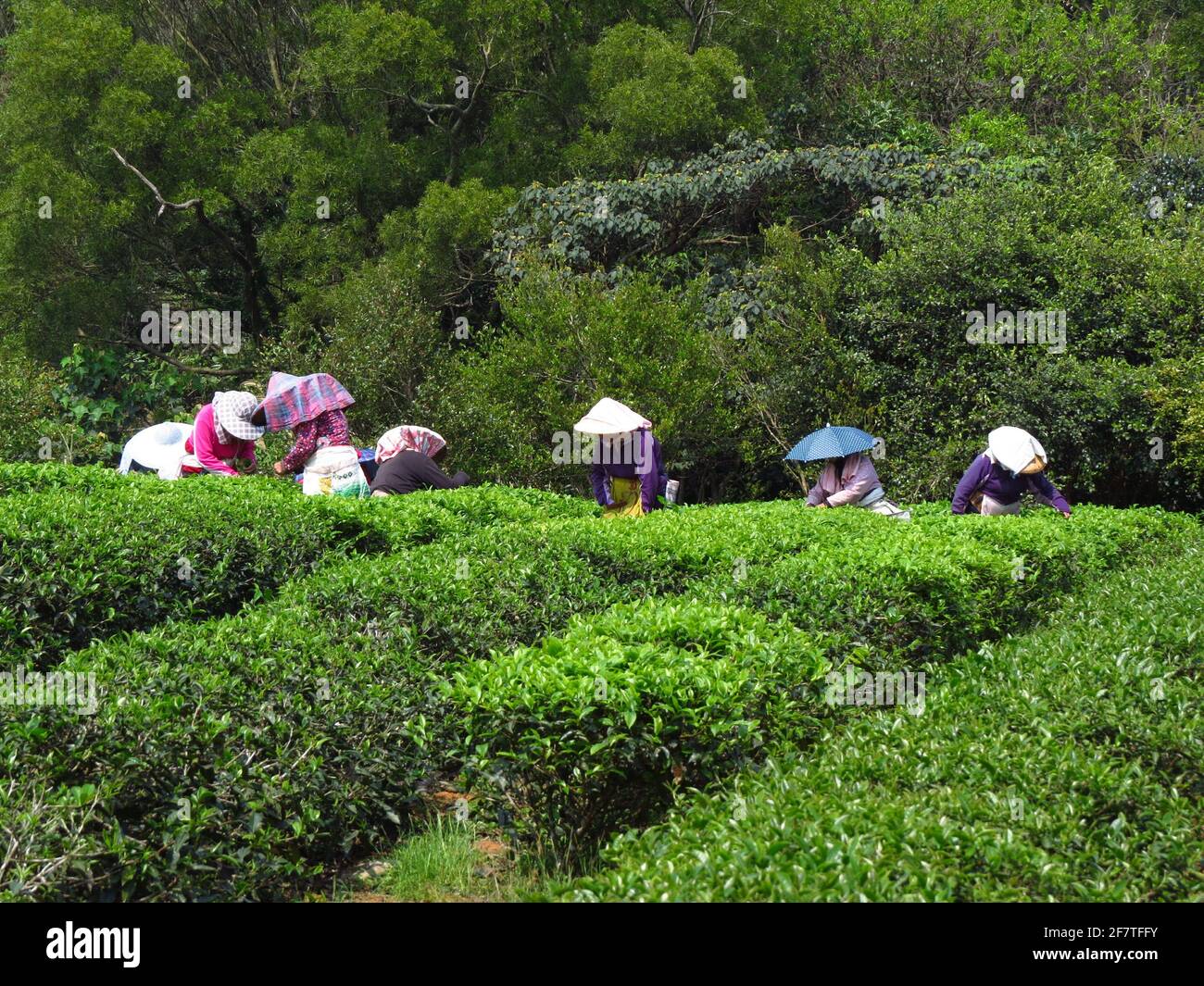 Group of hardworking people picking tea leaves in the field Stock Photo ...